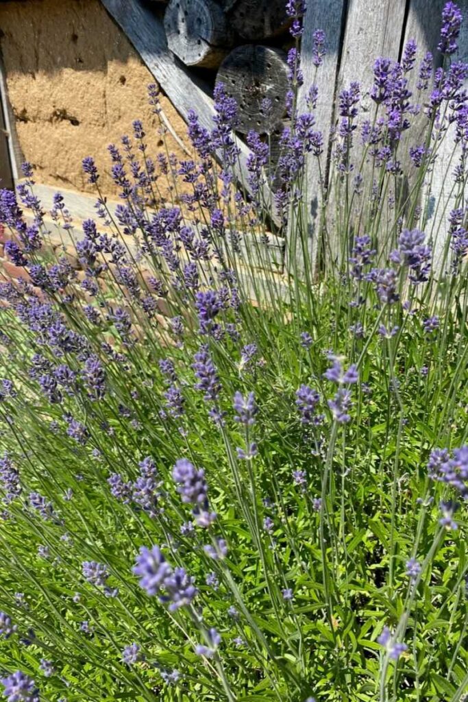 17 Common Lavender Mistakes That Cause Woody Stems and Ruin Your Blooms ...