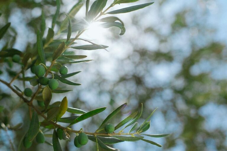 17 Texas Olive Growing Tricks for a Gorgeous Yard That Laughs at ...