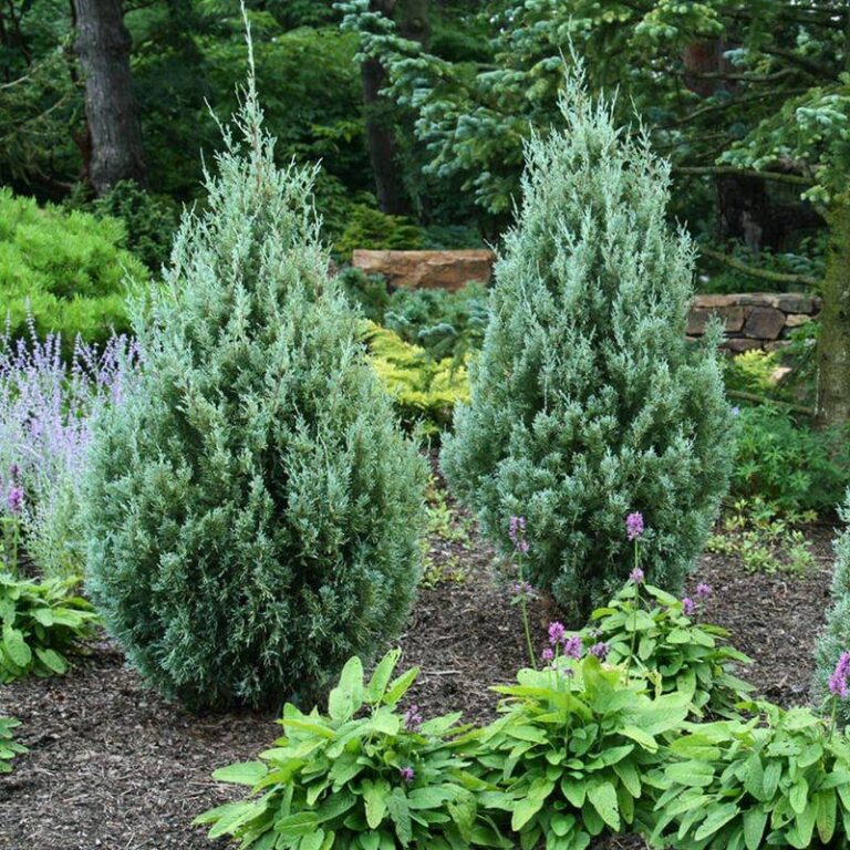 15 Noise-Reducing Plants That Bring Peace to Busy Urban Spaces ...