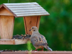 15 Amazing Facts About Mourning Doves That Will Surprise You - Complete Gardening