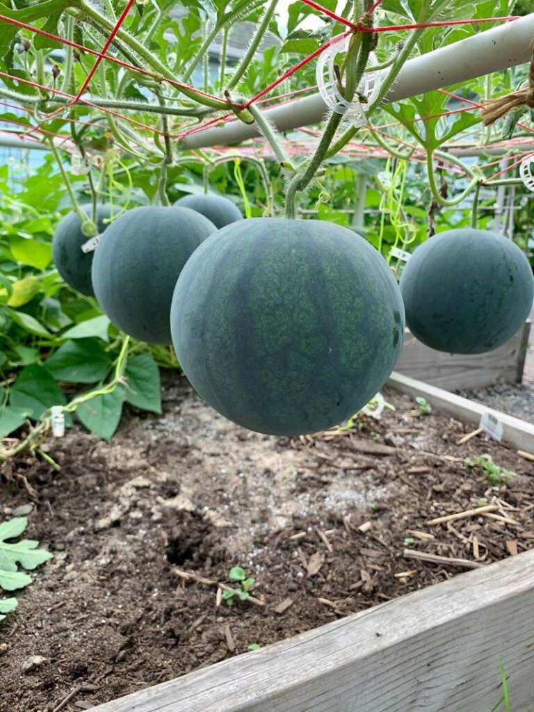 13 Easy Tips to Grow Giant Watermelons for a Bumper Harvest This Year ...