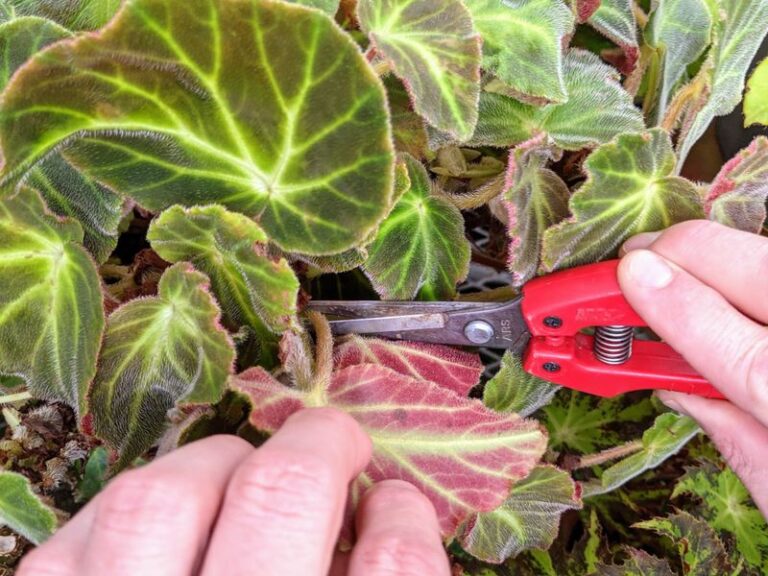 12 Must-Know Strawberry Begonia Secrets - Complete Gardening