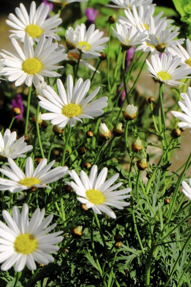 Shasta Daisies: 20 Secrets Gardeners Swear By for Stunning Blooms ...