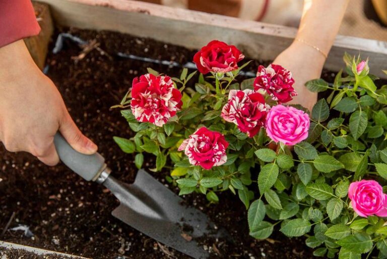 17 Must-Know Early Spring Tips to Help Your Roses Bloom Beautifully ...