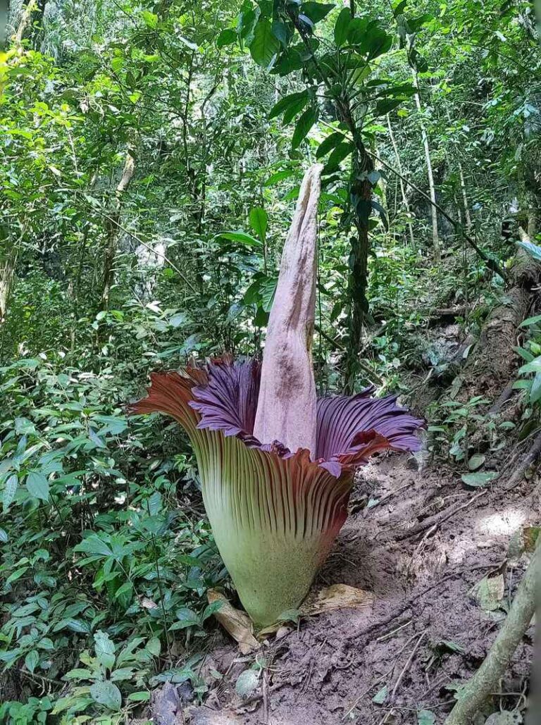 30 Exotic Plants From Deep Jungles That Will Blow Your Mind - Complete ...