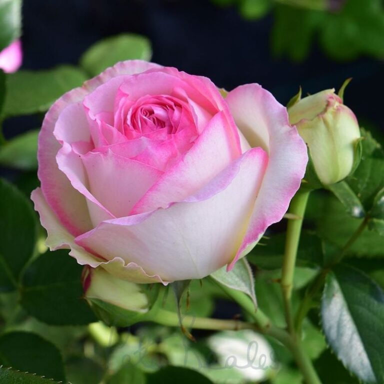 22 Breathtaking Roses Hidden From the Average Gardener - Complete Gardening