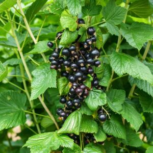 20 Mouthwatering Berries Every Gardener Should Grow - Complete Gardening
