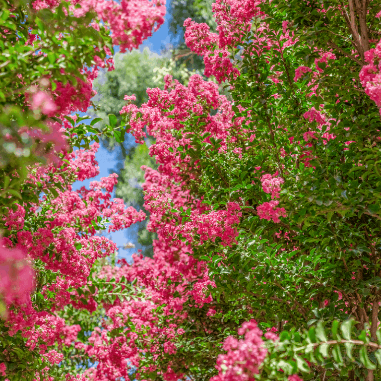 These 14 Pink Flowering Trees Will Make Your Garden Look Straight Out ...