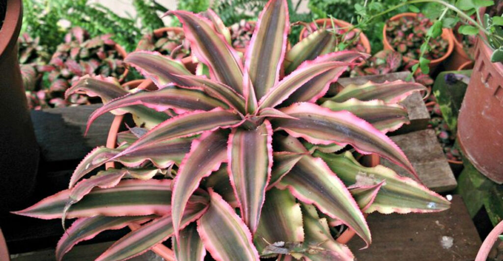 15 Pink/Red-Striped Houseplants That Are Almost Too Beautiful to Be ...