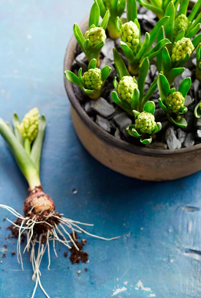 What to Do with Hyacinth Bulbs After They Bloom - 10 Easy Tips for a ...