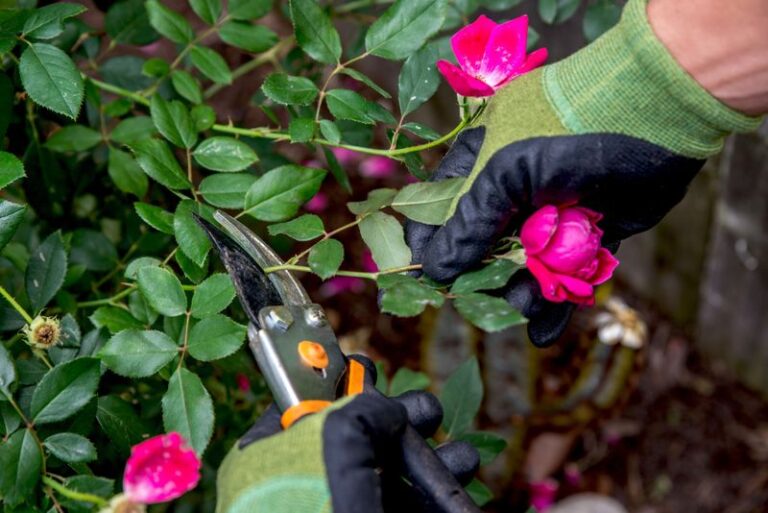 How and When to Prune Knock Out Roses for Stunning Blooms All Season ...