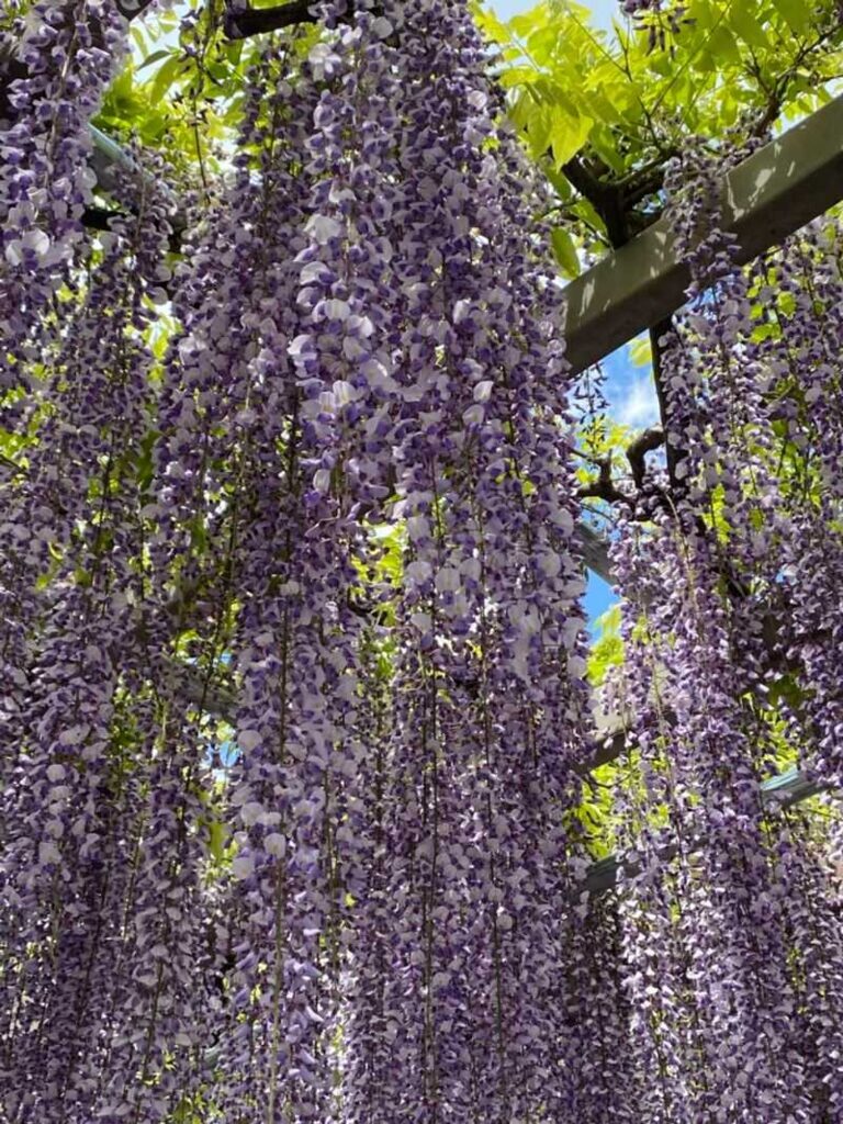 20 Gorgeous Flowers That Only Reveal Their Beauty in May - Complete ...