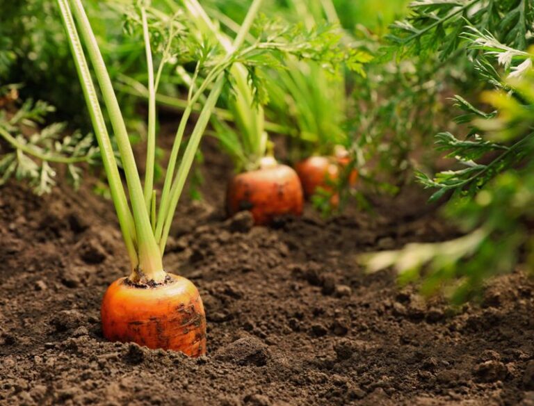 Don’t Toss Your Coffee Grounds—These 24 Plants Absolutely Love Them ...