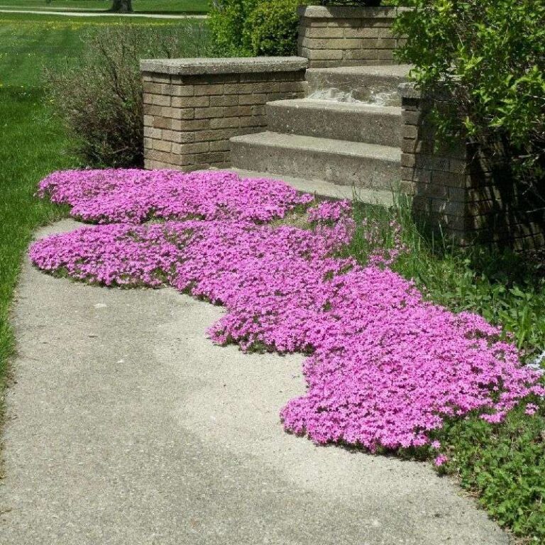 21 Under-the-Radar Plants That Mix Naturally with Lawn Grass - Complete ...