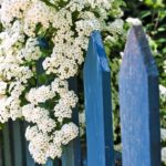 35 Gorgeous Plants That Will Instantly Transform Your Fence Line ...