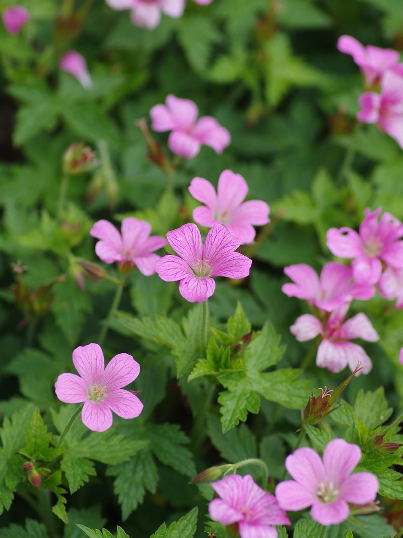 20 Pink Perennials You’ll See Every Year and 5 That Vanish After One ...