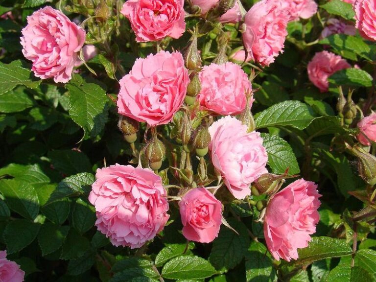 22 Breathtaking Roses Hidden From the Average Gardener - Complete Gardening