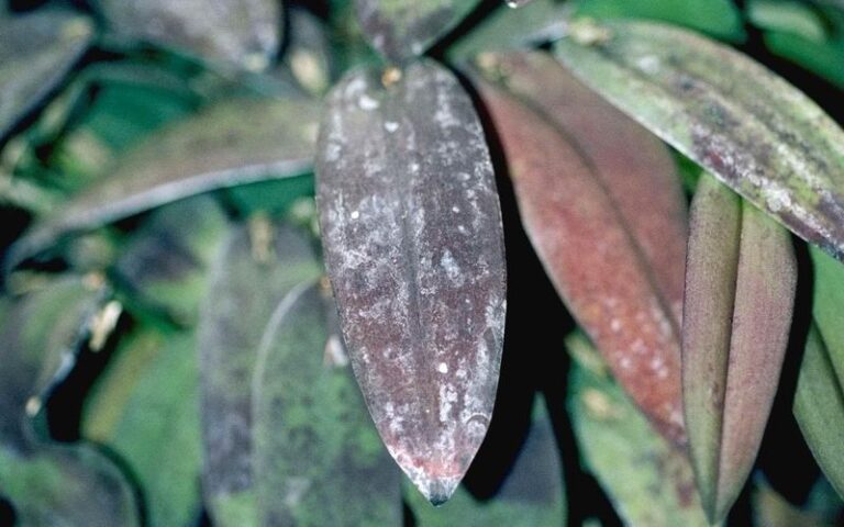Don’t Ignore Brown Tips on Leaves – 15 Causes You Never Saw Coming ...