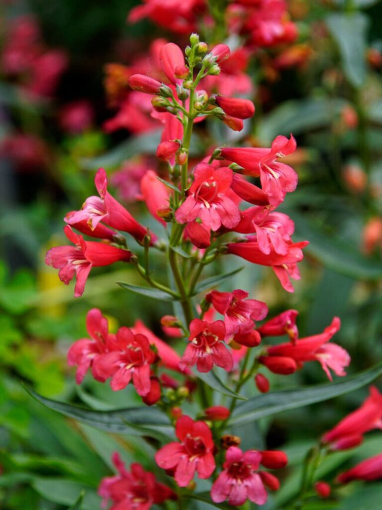 Top 12 Tubular Flowers That Hummingbirds Absolutely Love - Complete ...