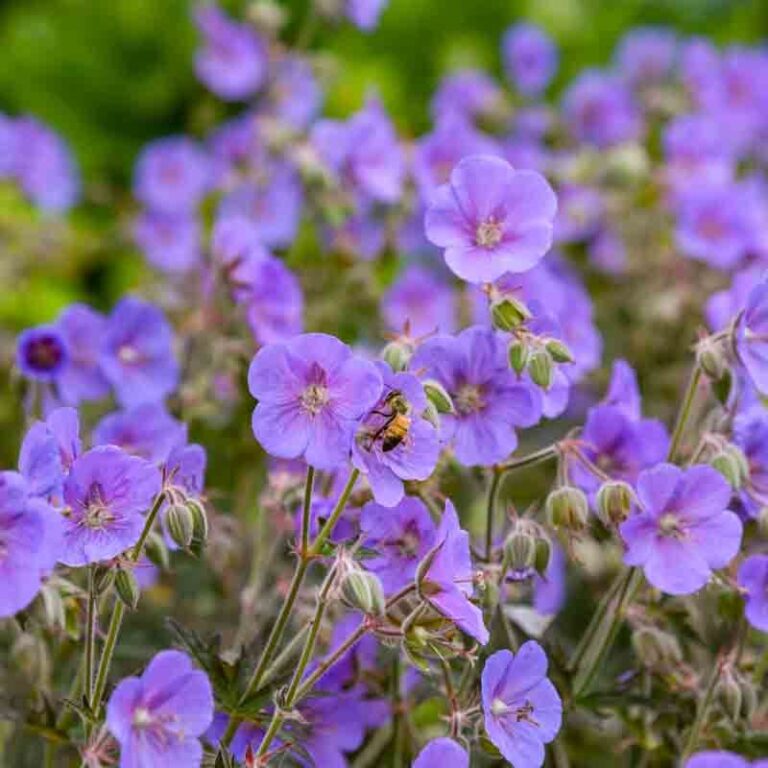 26 Stunning Perennial Flowers Made for Pots Plus 10 That Need Almost No ...