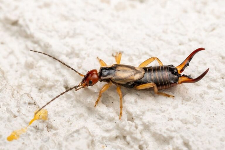 10 Powerful Tactics to Get Rid of Earwigs Naturally - Complete Gardening