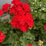 30 Long-Blooming Flowers That Thrive in Raised Beds - Complete Gardening