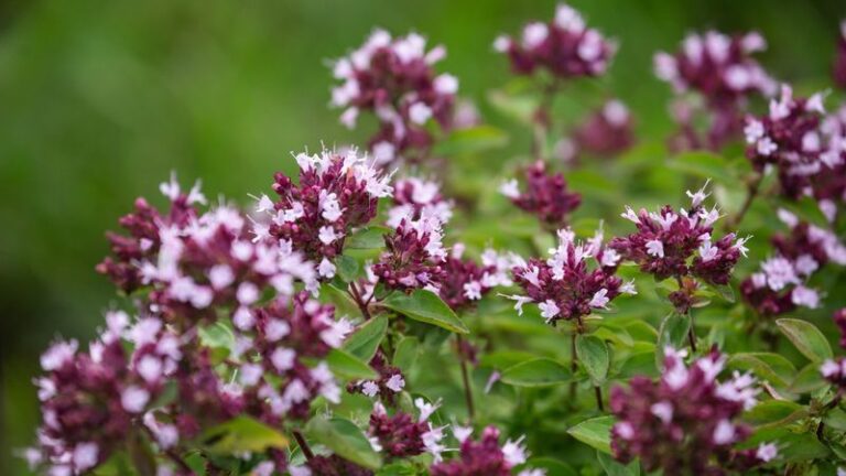 15 Ground Covers That Birds, Bees, and Butterflies Will Love - Complete ...