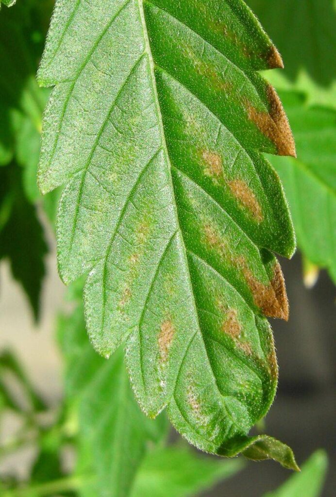 12 Unexpected Reasons Your Plant’s Leaves Are Turning Brown — And How ...