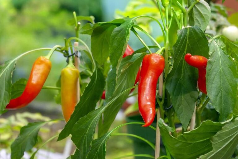 Spice Lovers, Rejoice: 15 Pepper Growing Hacks That Actually Work ...