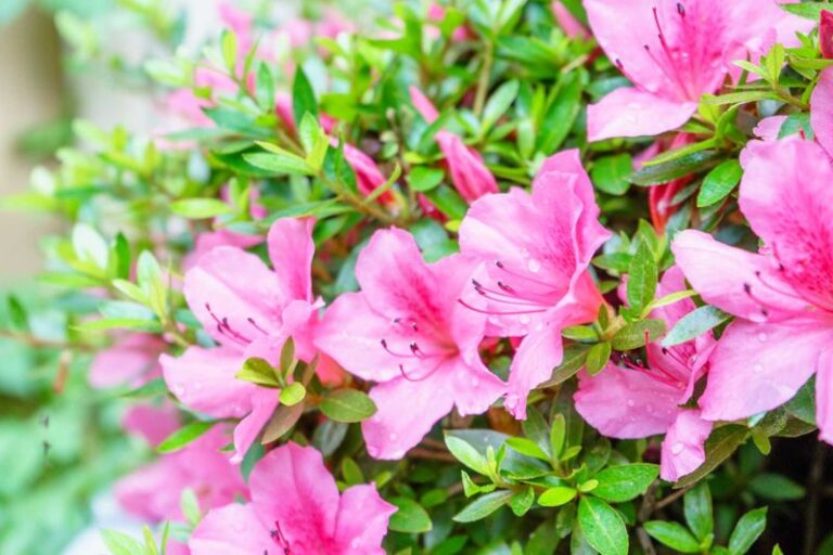35 Partial Shade-Loving Plants That Will Transform the Dim Corners of ...