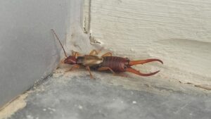 10 Powerful Tactics to Get Rid of Earwigs Naturally - Complete Gardening