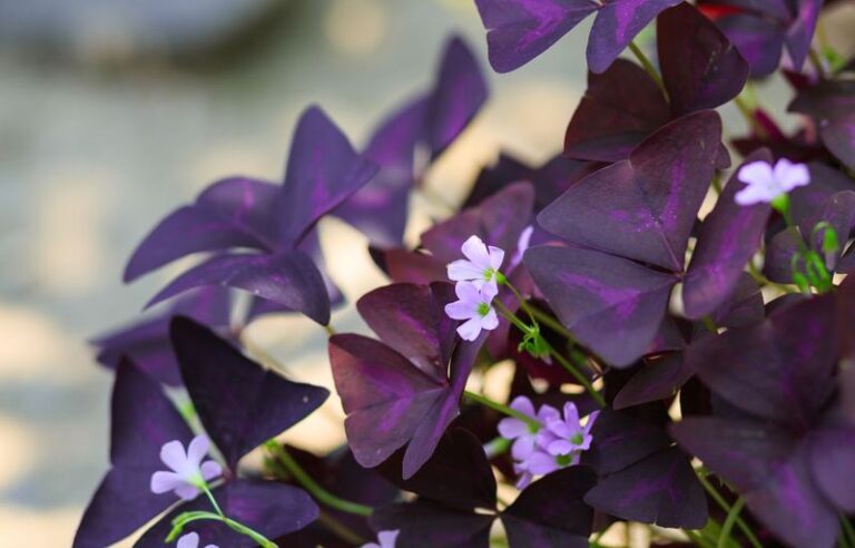 15 Fascinating Plants That React to Sound, Touch, or Movement ...