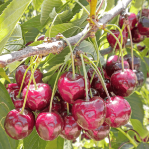 25 Small Fruit Trees That Produce Big Harvests in Tiny Spaces ...