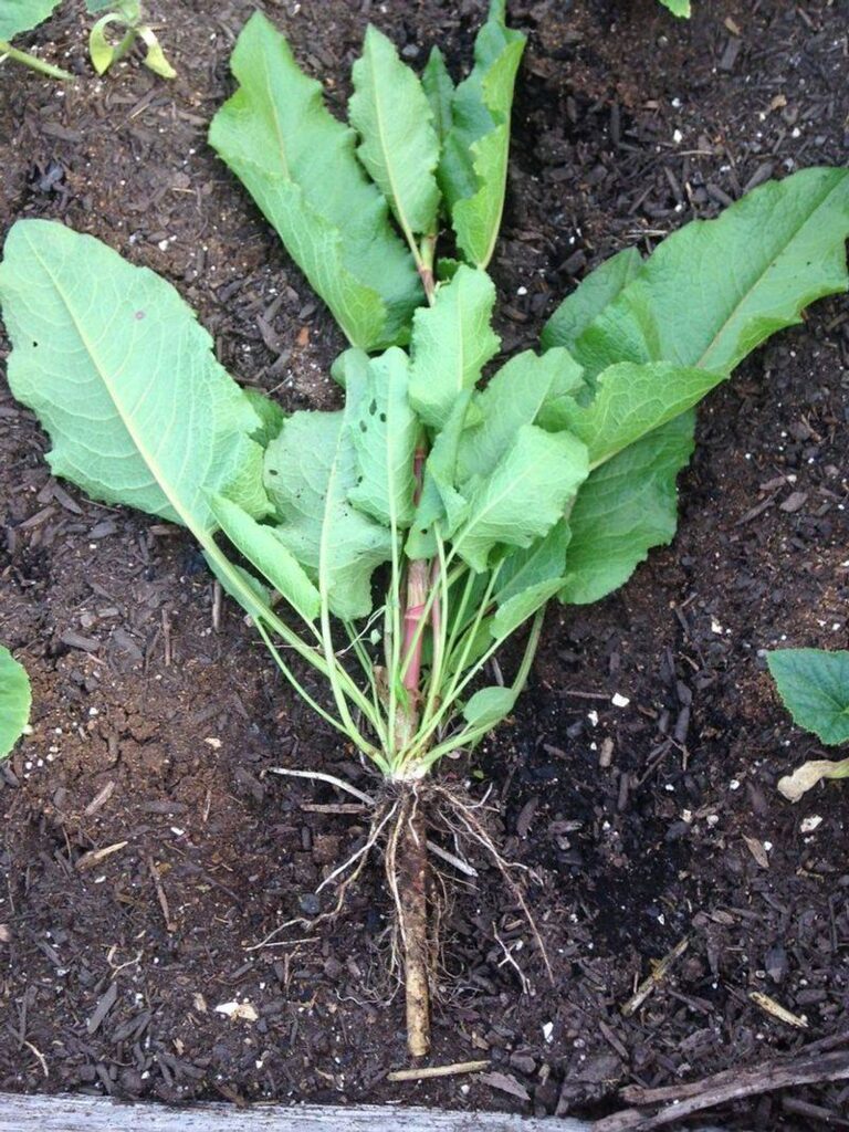 20 Common Edible Weeds You Can Eat Just Like Vegetables - Complete ...