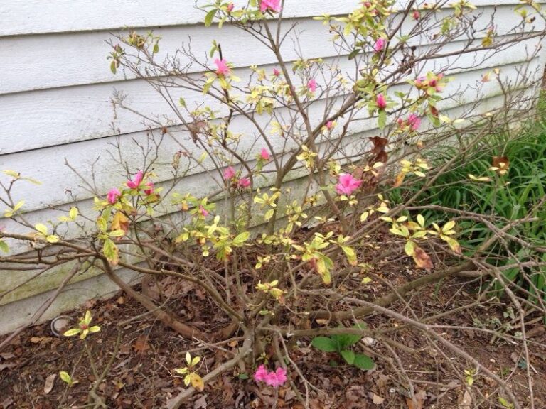 Stop Killing Your Azaleas! 15 Mistakes You Might Be Making (And How to ...