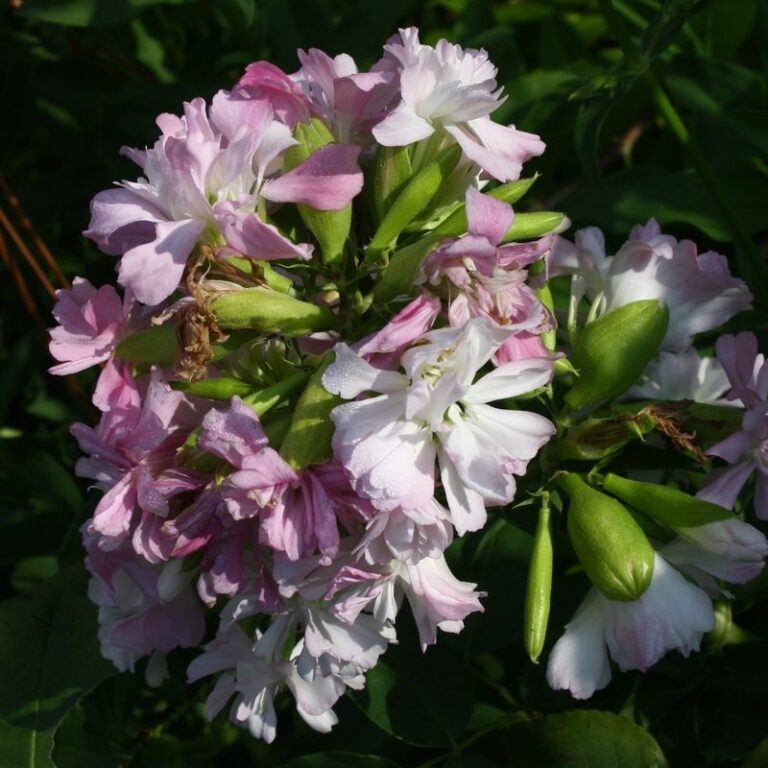 15 Fascinating Plants That React to Sound, Touch, or Movement ...