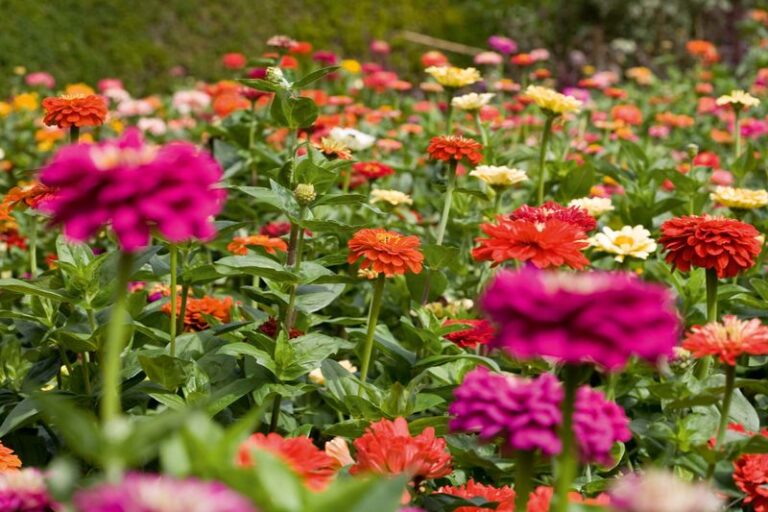 24 Beginner-Friendly Flowers Anyone Can Grow with Ease - Complete Gardening