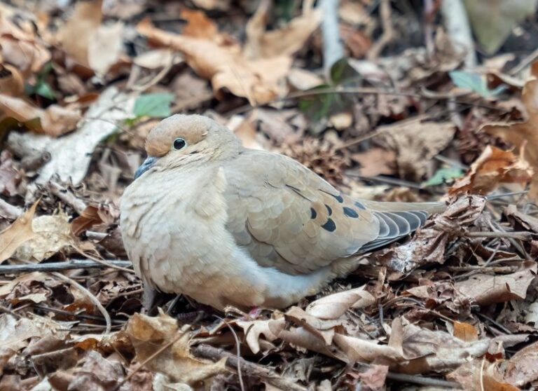15 Amazing Facts About Mourning Doves That Will Surprise You - Complete ...