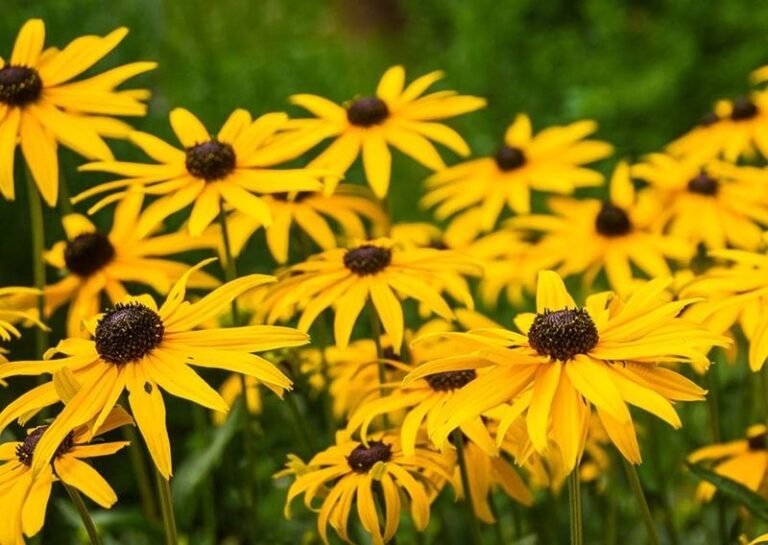 24 Beginner-Friendly Flowers Anyone Can Grow with Ease - Complete Gardening