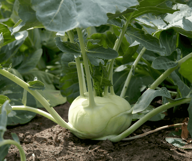 25 Quick Harvest Vegetables for Under 30 Days and 5 That Need Almost No ...