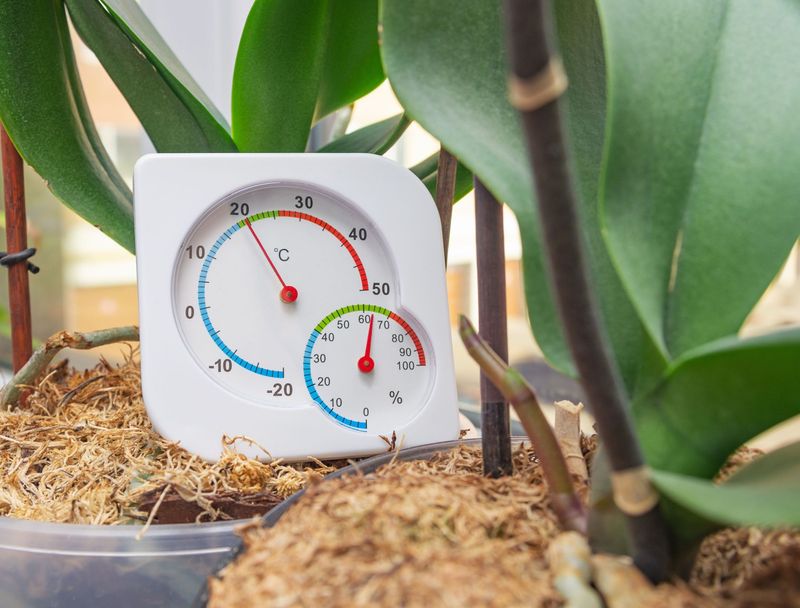 20 Little-Known Plant Care Tips That Make a Huge Difference - Complete ...