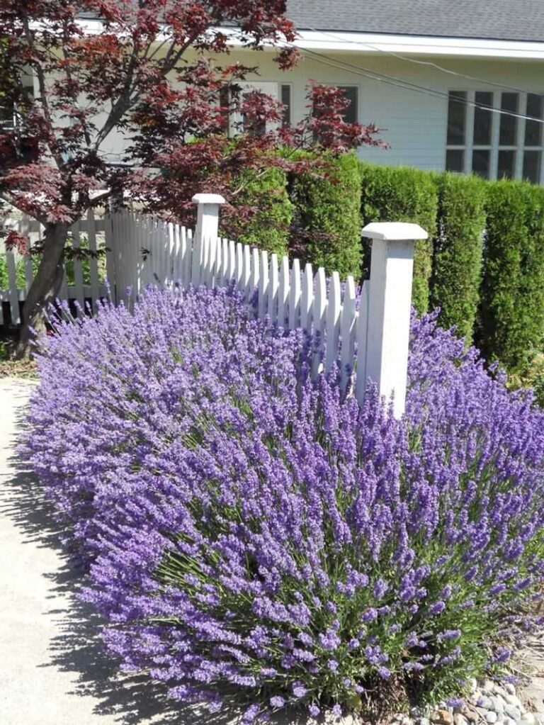 35 Gorgeous Plants That Will Instantly Transform Your Fence Line ...
