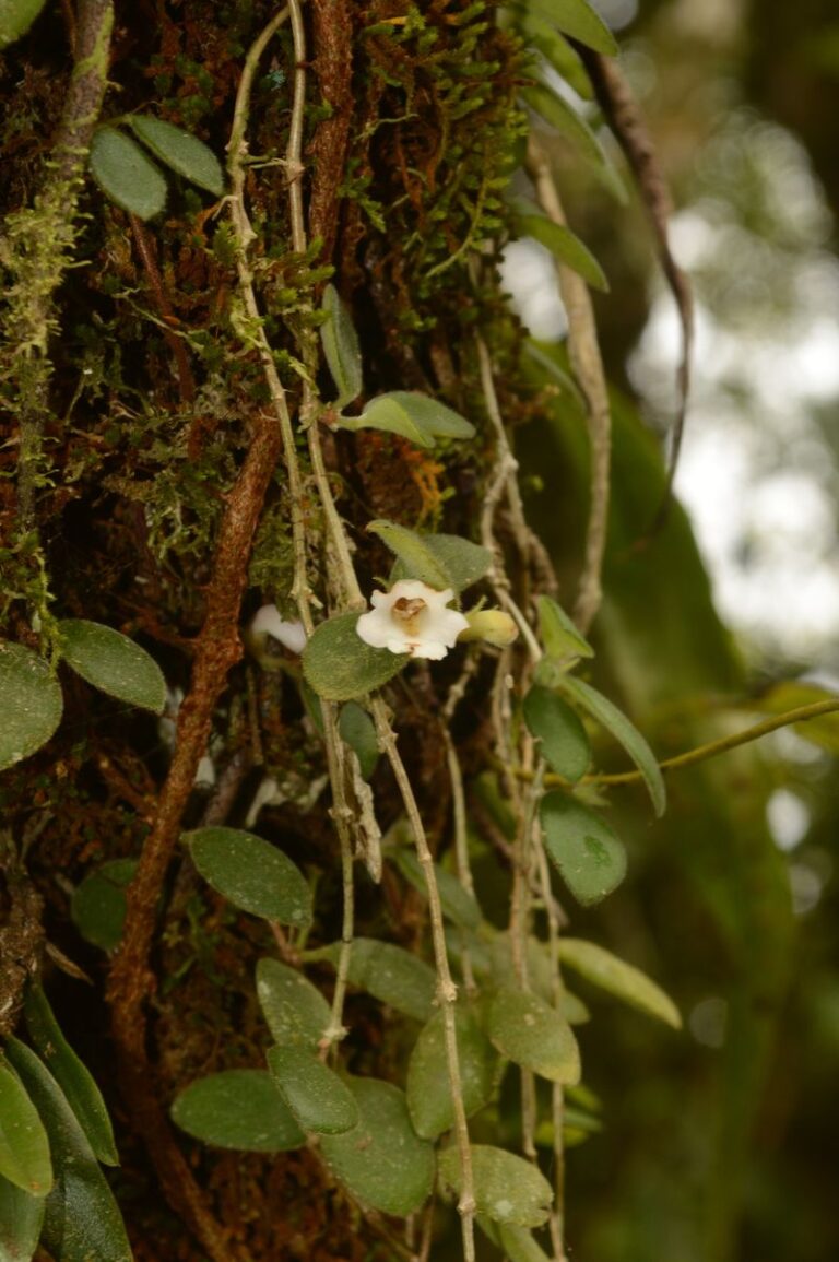 30 Exotic Plants From Deep Jungles That Will Blow Your Mind - Complete ...