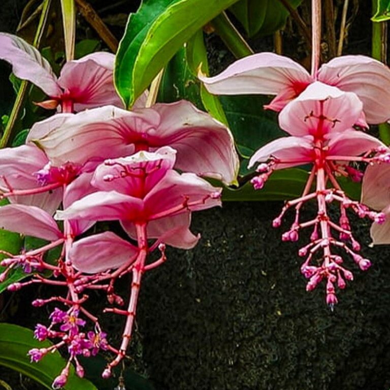 30 Exotic Plants From Deep Jungles That Will Blow Your Mind - Complete ...