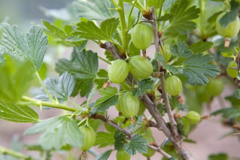 20 Mouthwatering Berries Every Gardener Should Grow - Complete Gardening