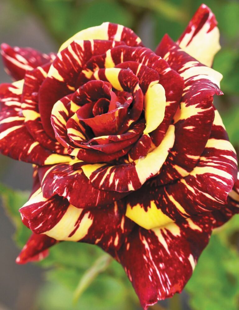22 Breathtaking Roses Hidden From the Average Gardener - Complete Gardening