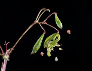 15 Fascinating Plants That React to Sound, Touch, or Movement ...