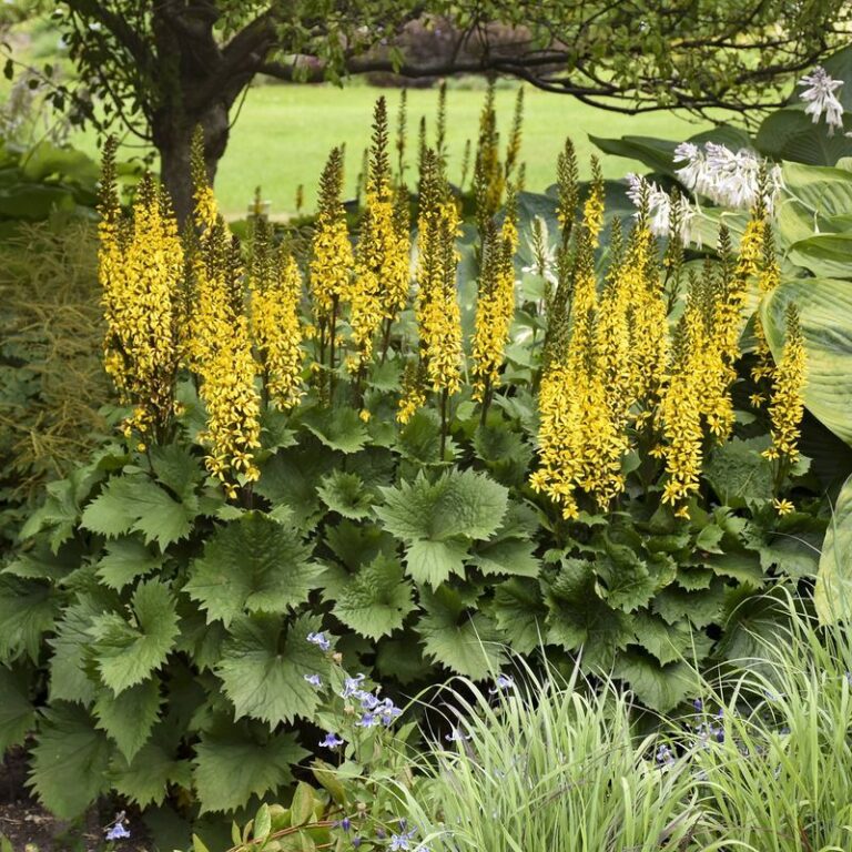 These 20 Big Leaf Plants Will Instantly Turn Your Garden Into a ...
