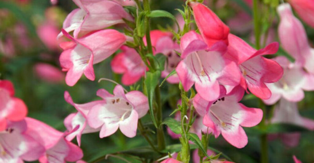 The 20 Best Full-Sun Perennials, According To Gardening Pros - Complete ...