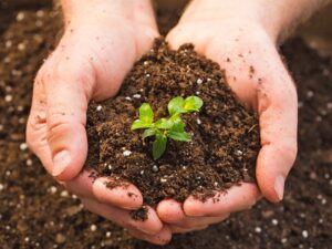 13 Eye-Opening Facts About Garden Soil Color – Plus Hidden Gardening ...
